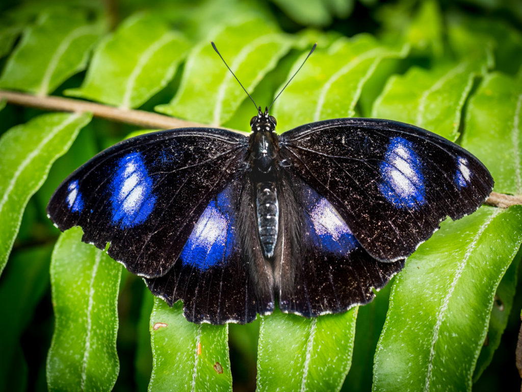 7 Tips to Capture Unique Wildlife and Nature Photos |AD